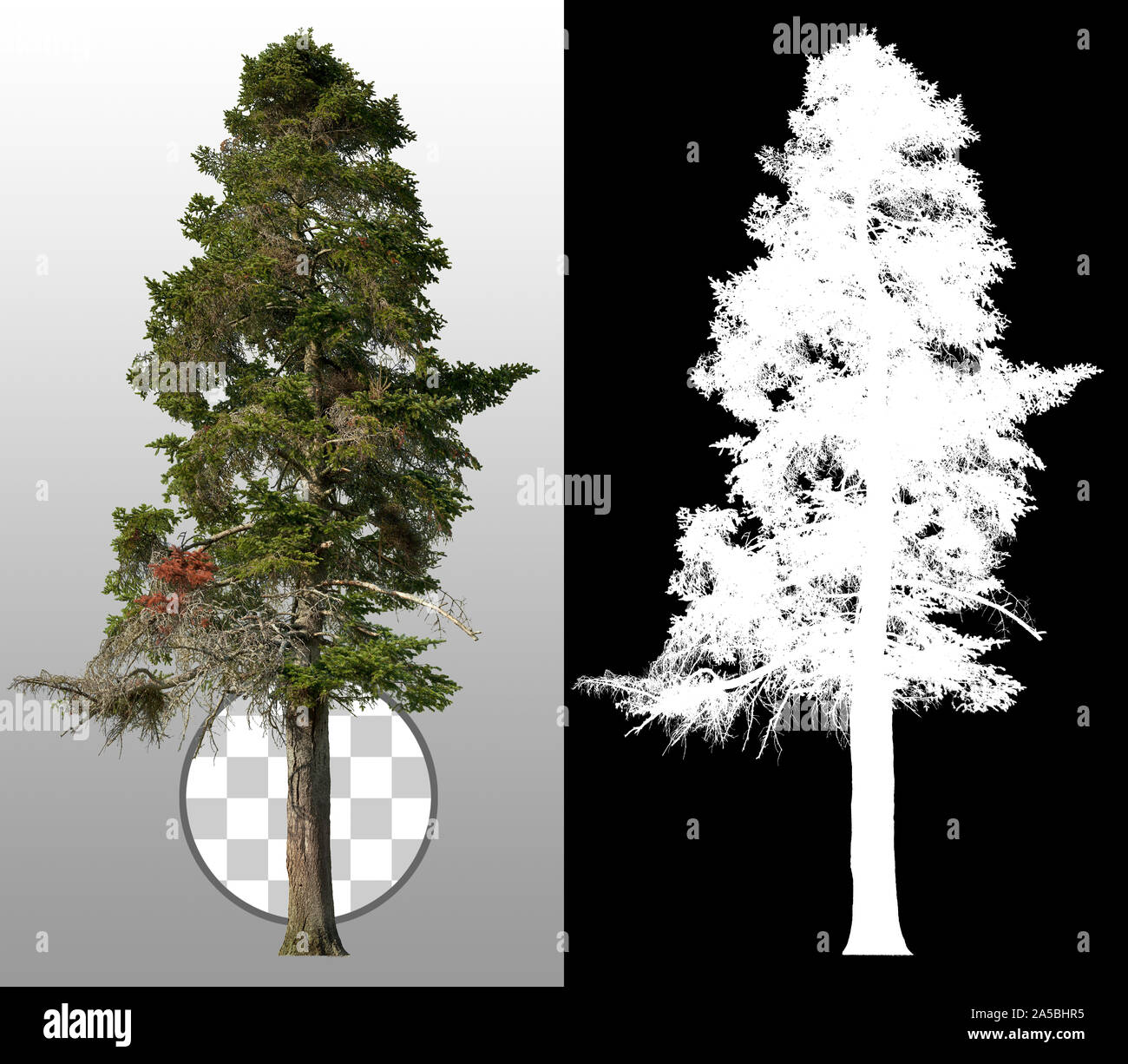 Cut out pine tree. Evergreen tree isolated on transparent background ...