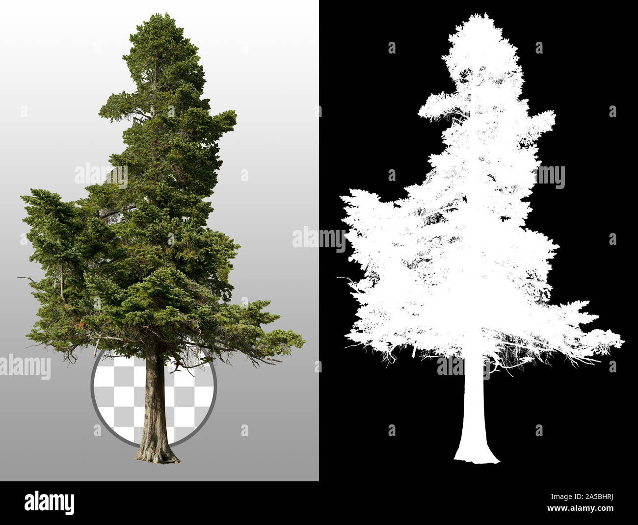 Cut out pine tree. Evergreen tree isolated on transparent background ...