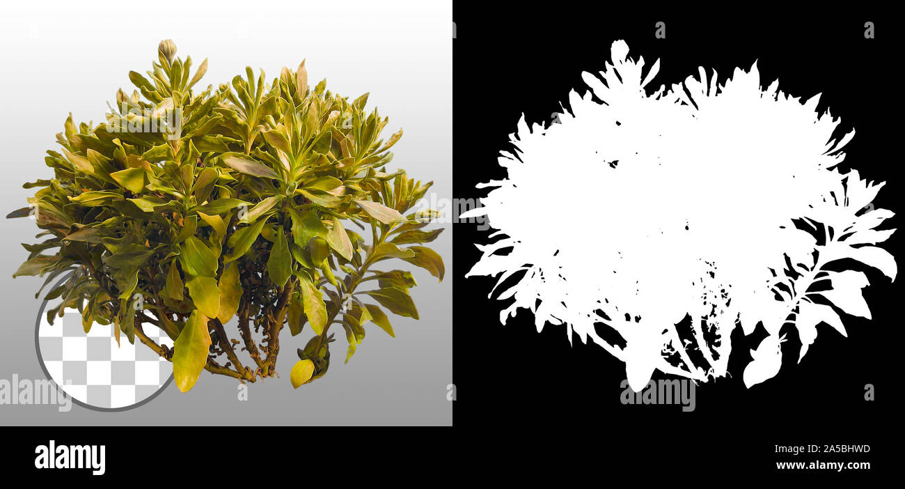 Cut out foliage. Colorful bush in autumn isolated on transparent ...