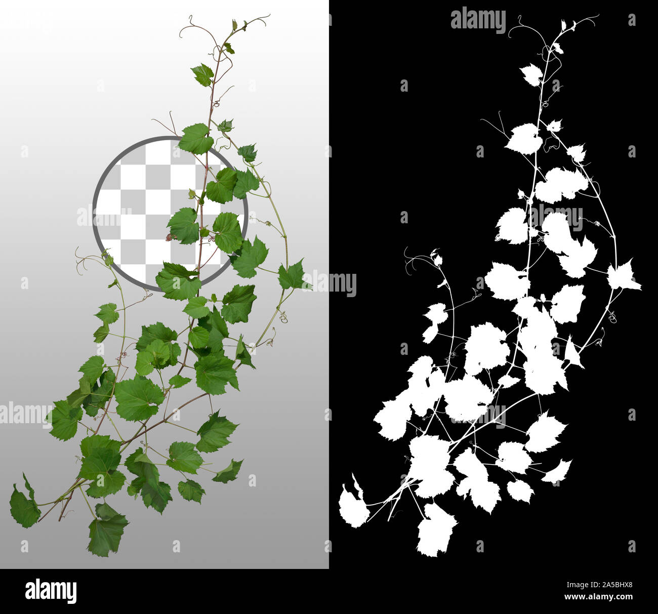 Ivy with lush green foliage. Climbing plant in summer isolated on ...