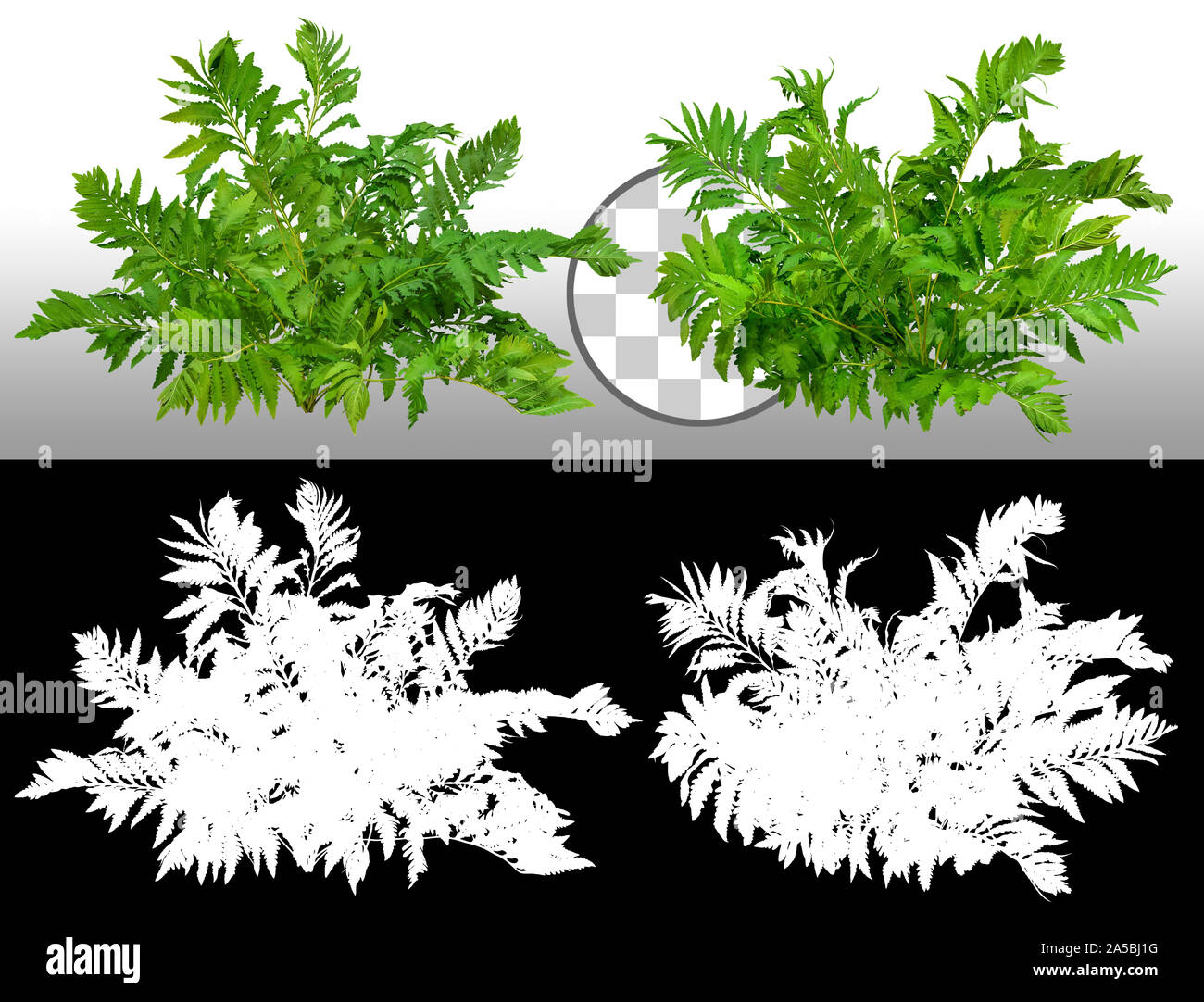 Bush of bracken fern. Cut out foliage. Green bush isolated on ...
