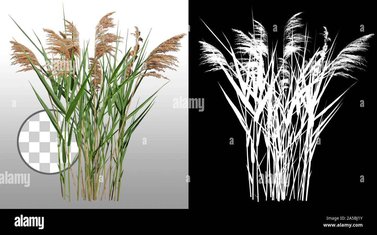 Cut out plant. Reed grass. Cattail and reed plant isolated on ...