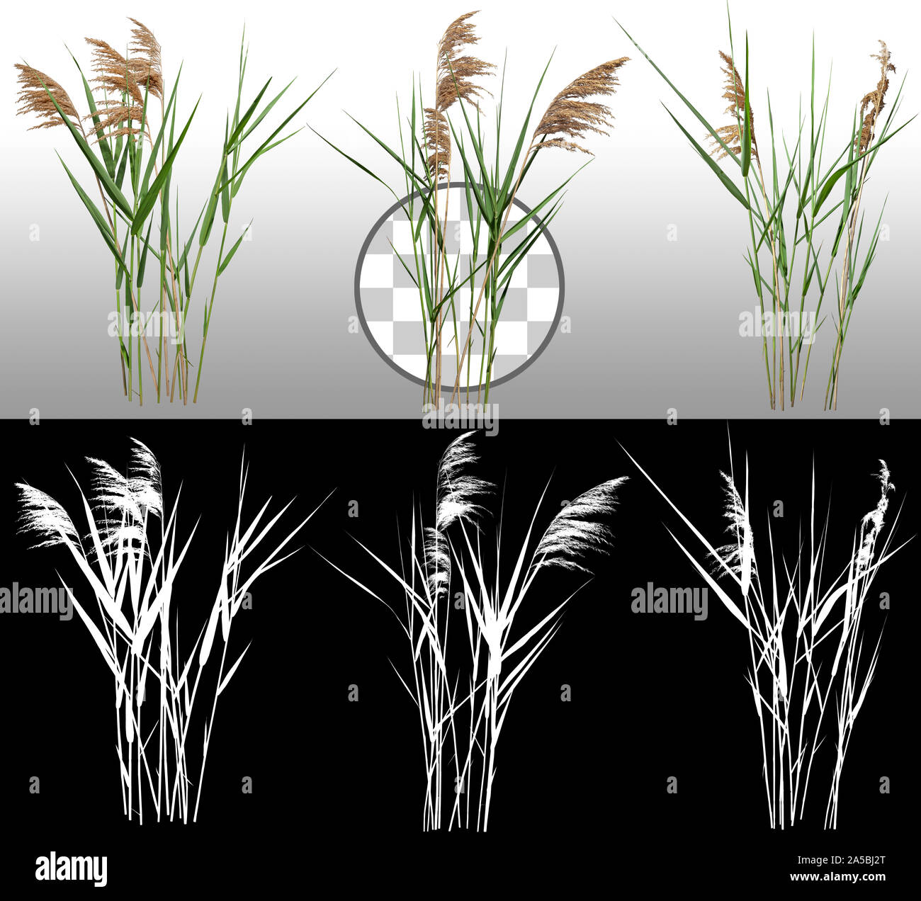 Cut out plant. Reed grass. Cattail and reed plant isolated on ...