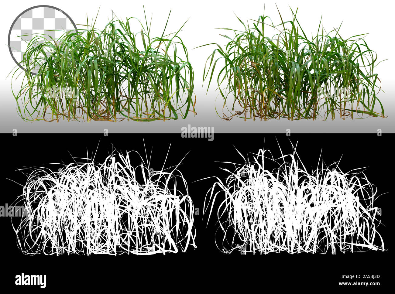 Tall Grass Texture Alpha Grasses Ornamental Grass Lawn, Spring New