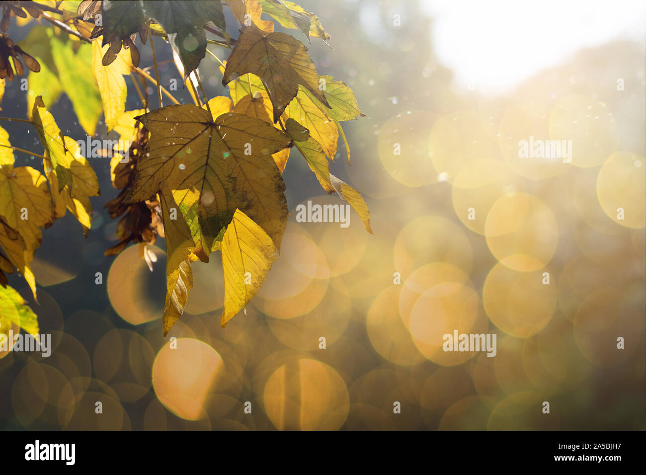 Colorful leaves fall from the trees in autumn. Sun rays light up the ...