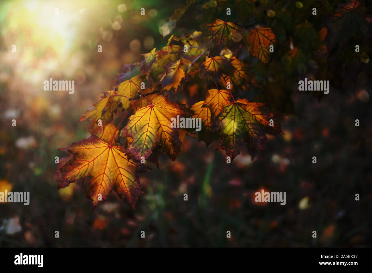 Colorful leaves fall from the trees in autumn. Sun rays light up the ...