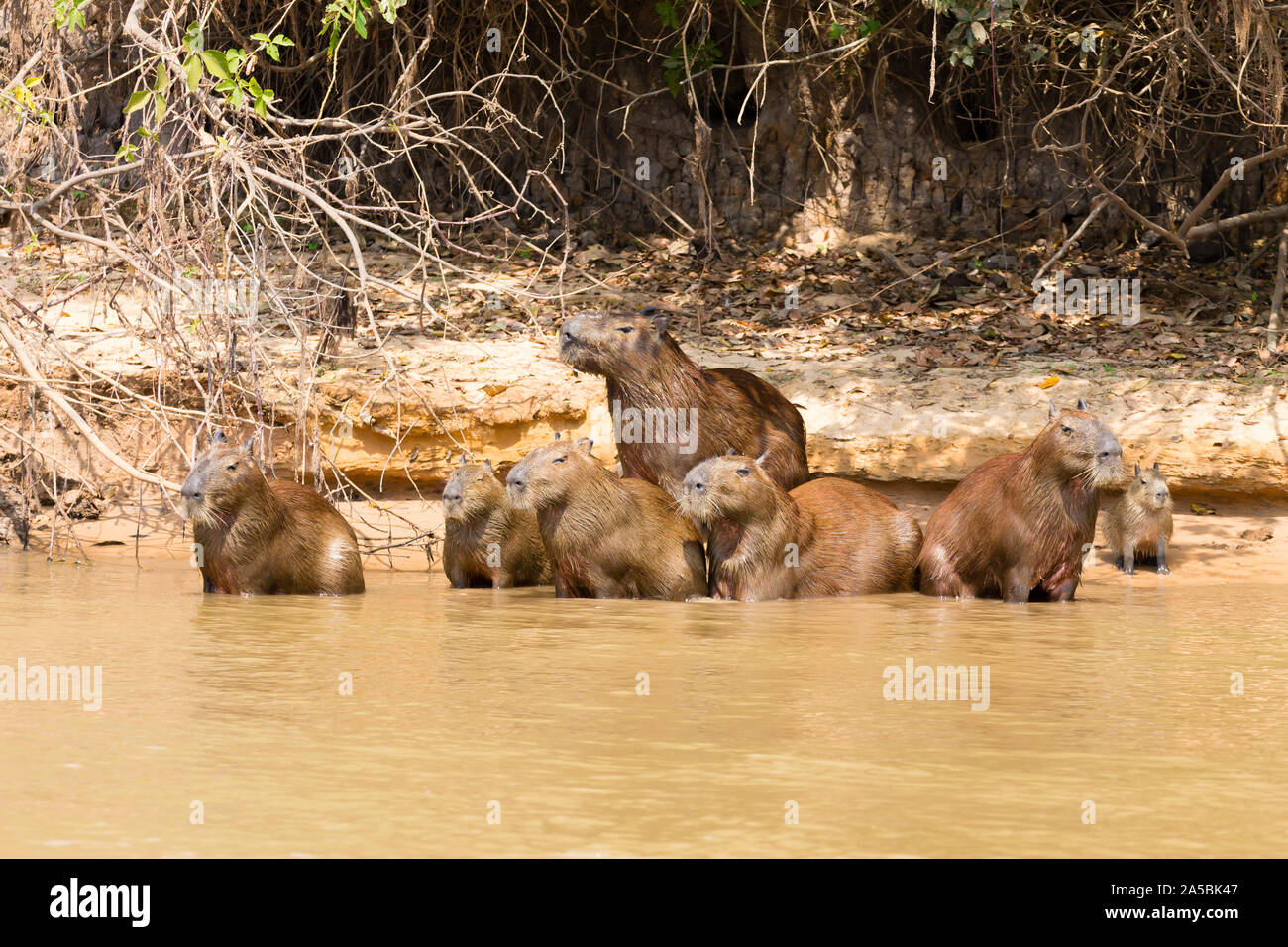 Herd of Capybara on riverbank from Pantanal, Brazil. Brazilian wildlife ...