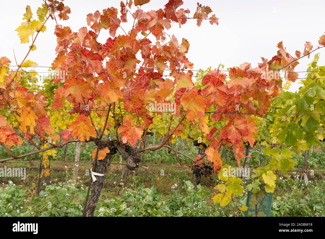 European grapevines (Vitis vinifera) with red & orange colored leaves ...