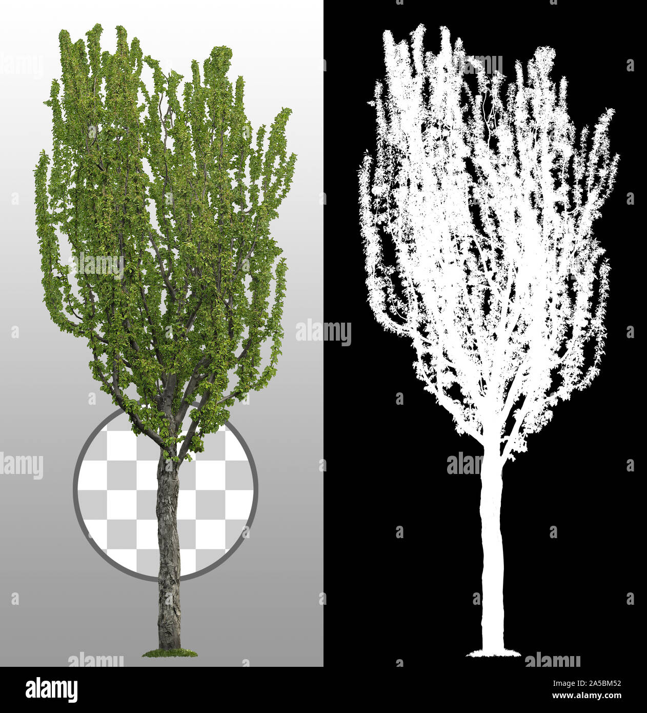 Cut out green tree. Green tree isolated on transparent background via ...