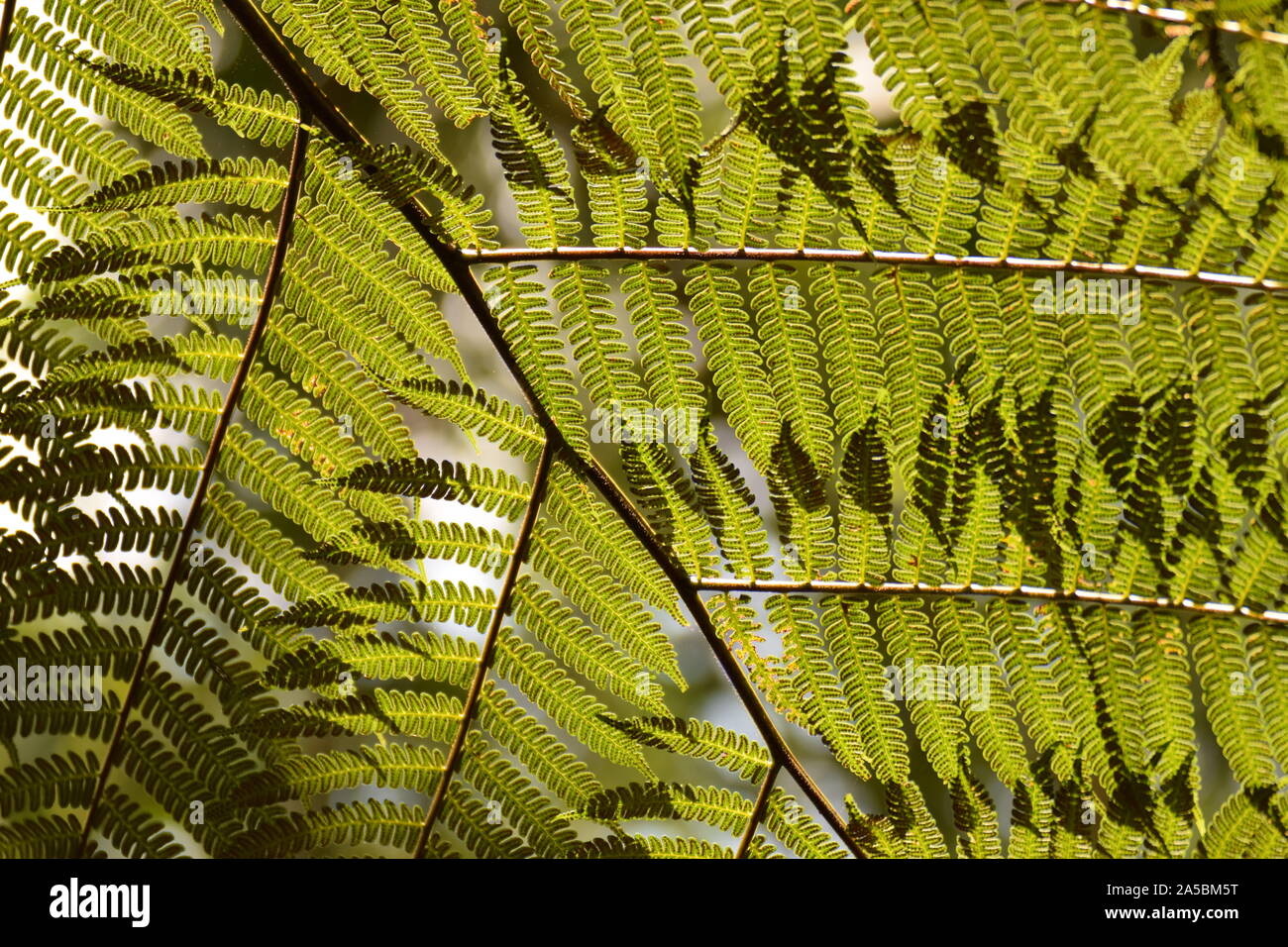 Ferns ground cover garden hi-res stock photography and images - Alamy
