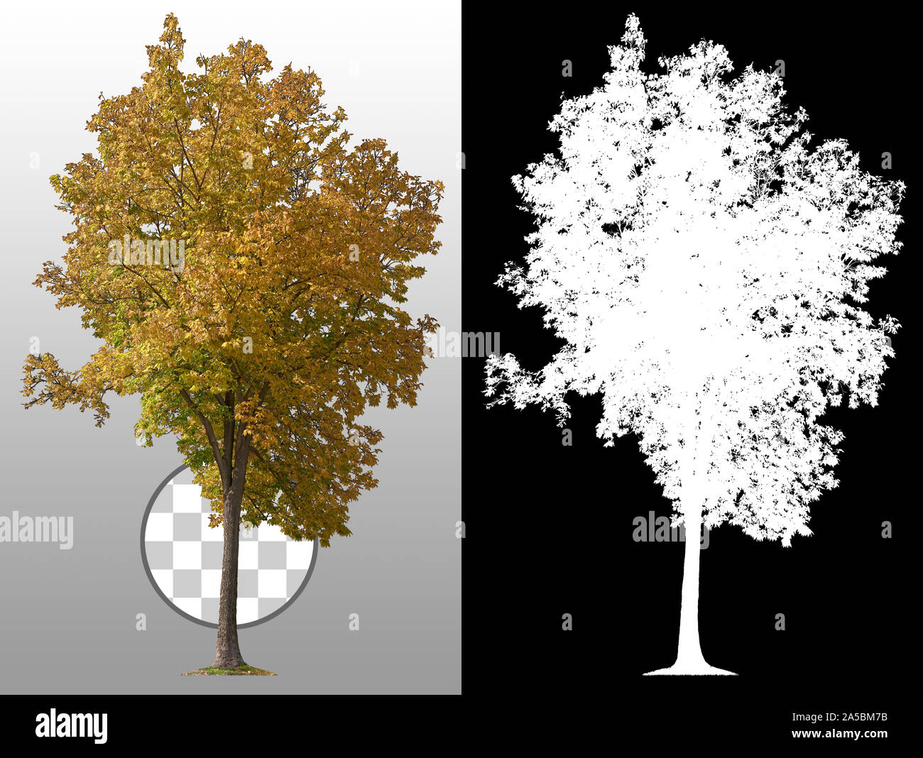 Cut out tree in autumn. Colorful tree isolated on transparent ...