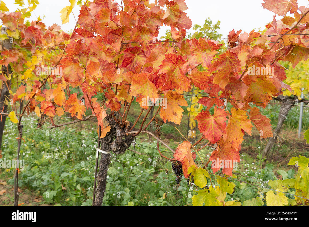 European grapevines (Vitis vinifera) with red and orange colored leaves ...