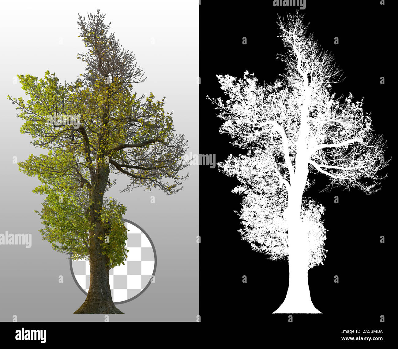 Cut out green tree. Green tree isolated on transparent background via ...