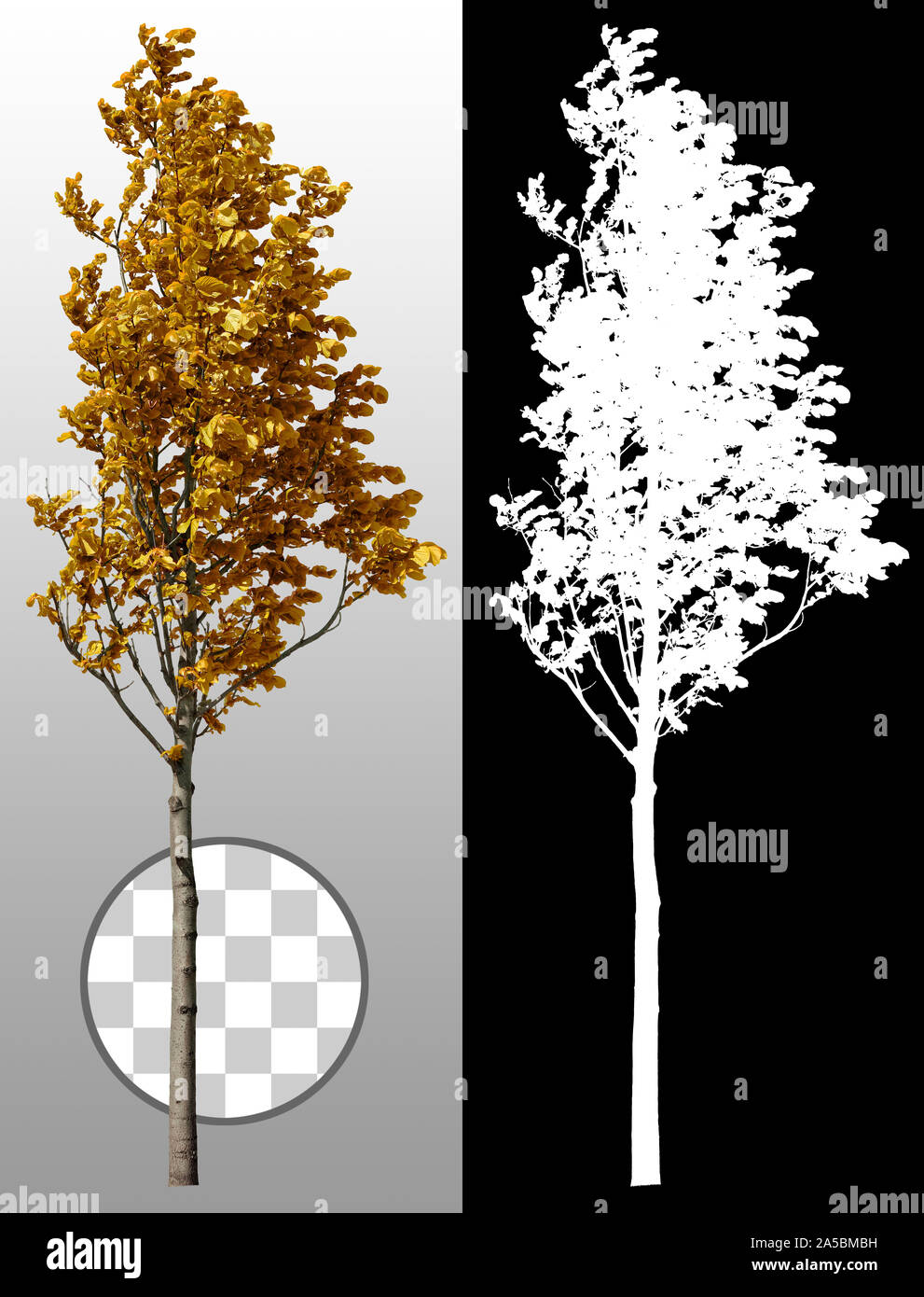 Cut out tree in autumn. Colorful tree isolated on transparent ...