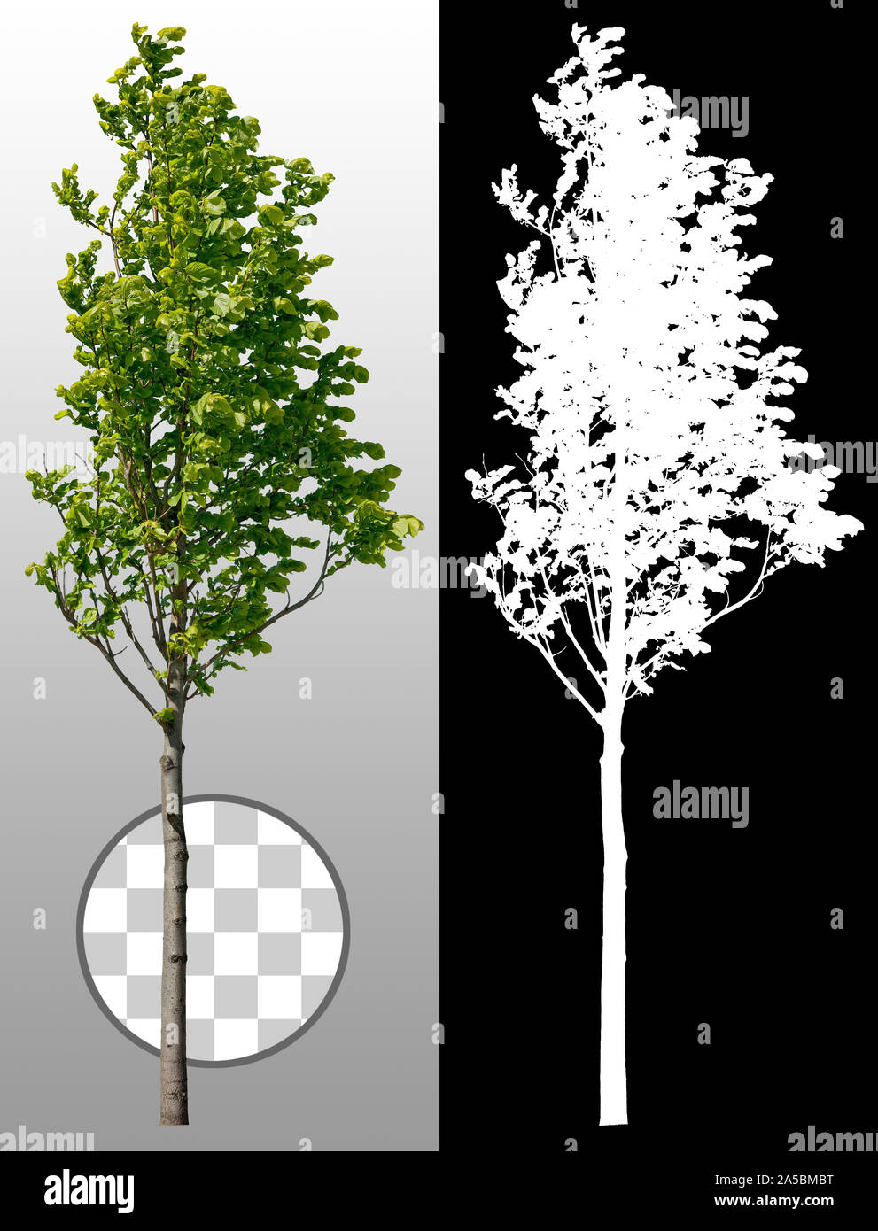 Cut out green tree. Green tree isolated on transparent background via ...