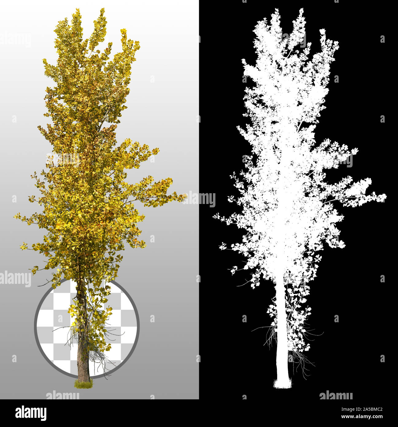 Cut out tree in autumn. Colorful tree isolated on transparent ...