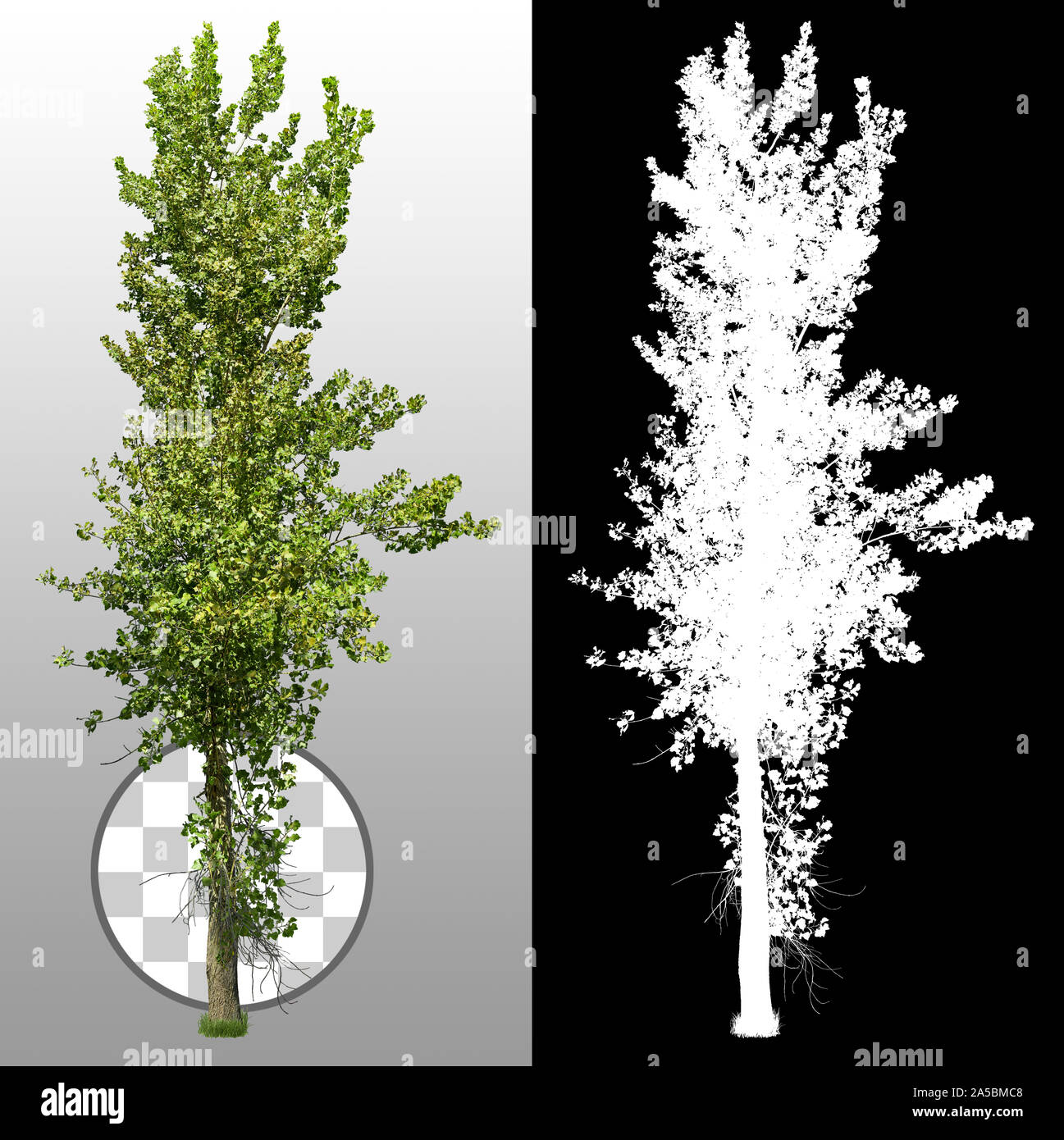 Tree alpha mask hi-res stock photography and images - Alamy