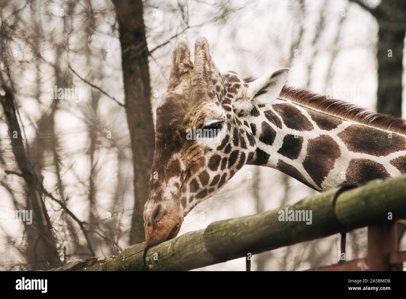 Portrait of a young male Reticulated Giraffe, Giraffa camelopardalis ...
