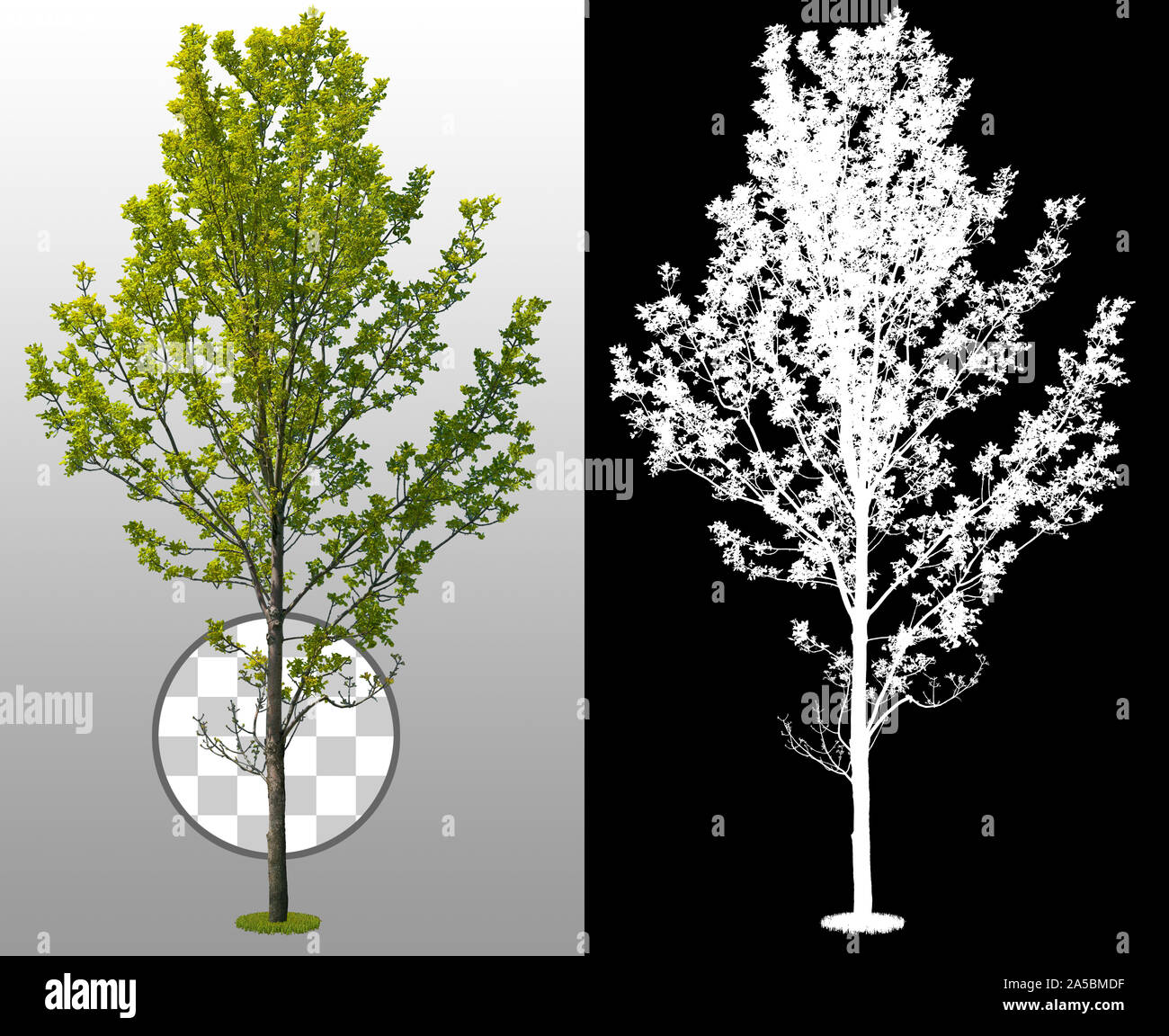 Cut out green tree. Green tree isolated on transparent background via ...