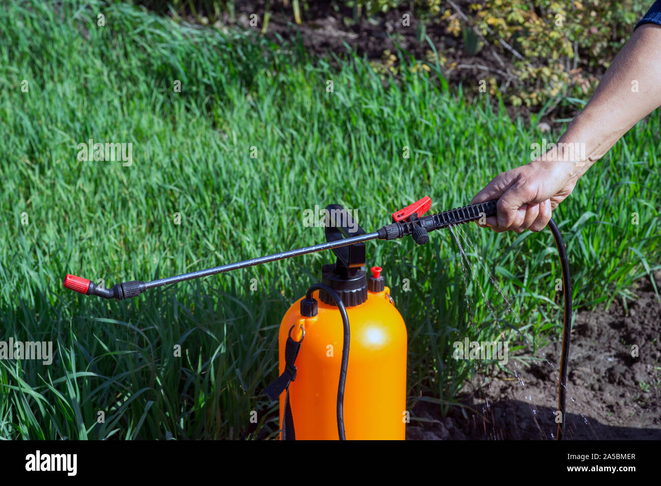 The woman's hand holds the handle of an orange sprayer, from which jets ...