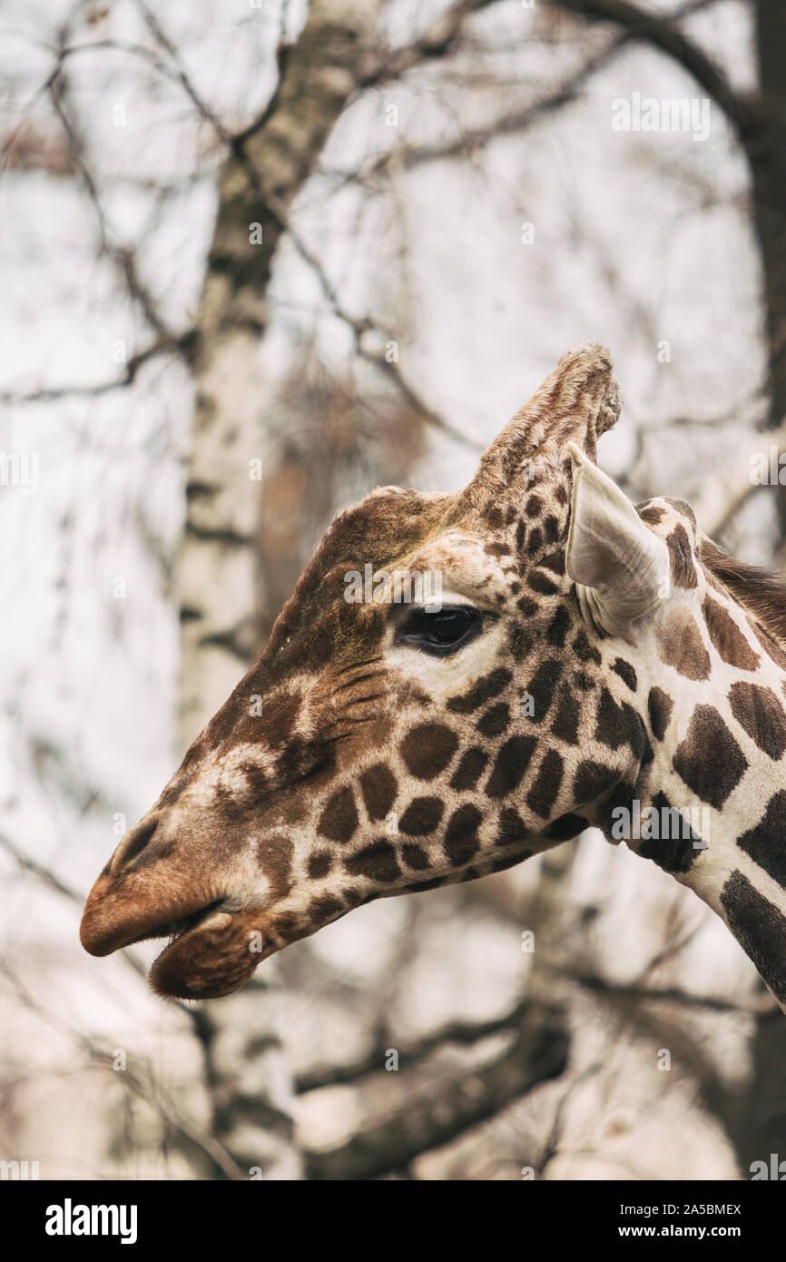 Portrait of a young male Reticulated Giraffe, Giraffa camelopardalis ...
