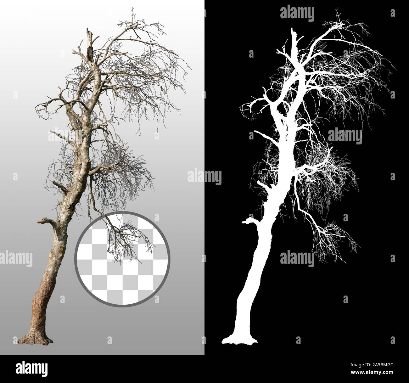 Cut out dead tree in winter. Bare tree without leaves. Dead tree ...
