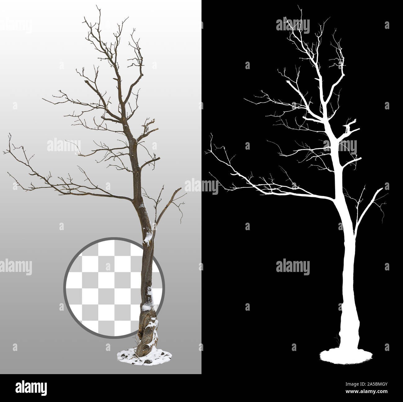 Snow covered dead tree. Bare tree without leaves. Tree isolated on transparent background via an ...