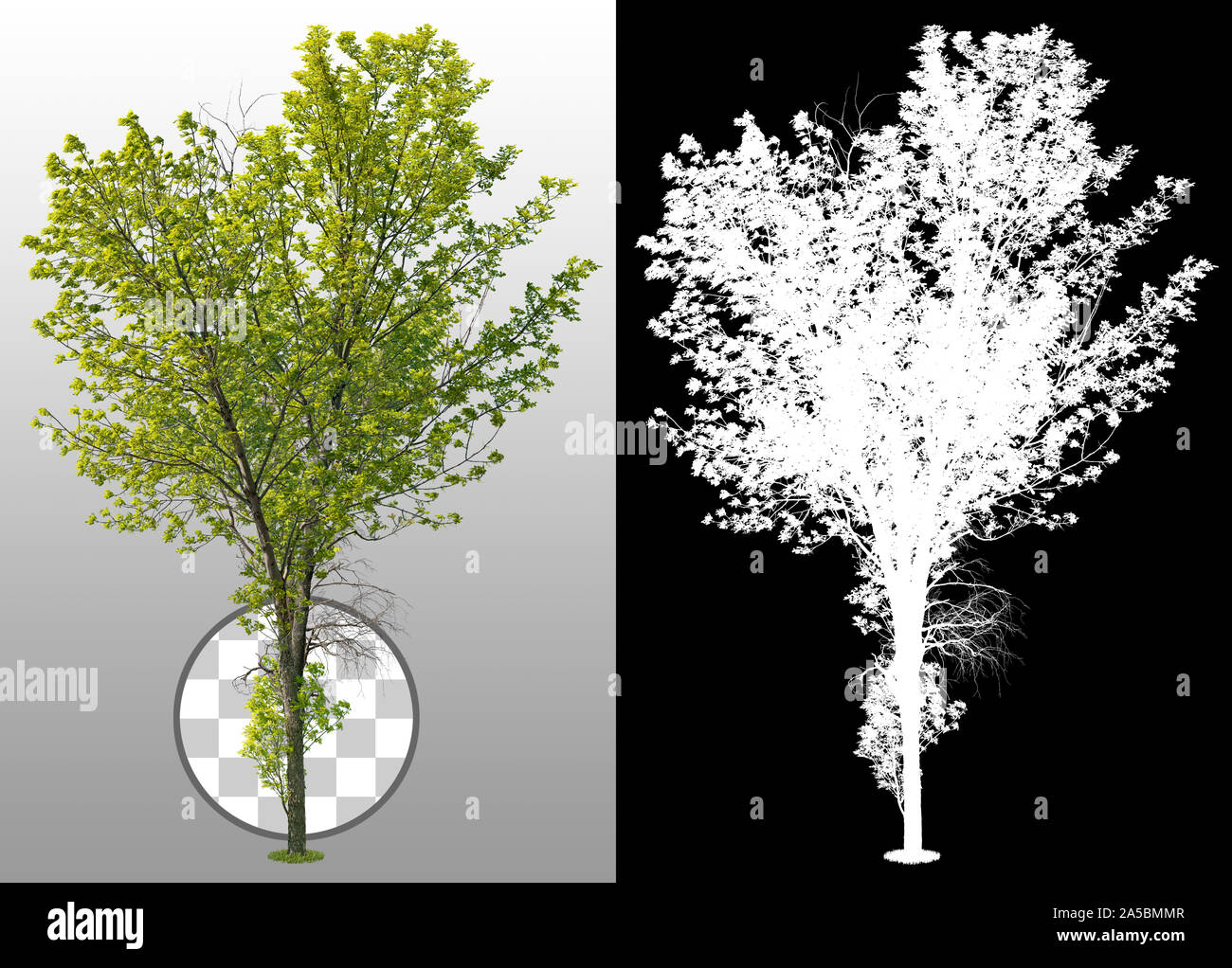 Cut out green tree. Green tree isolated on transparent background via ...