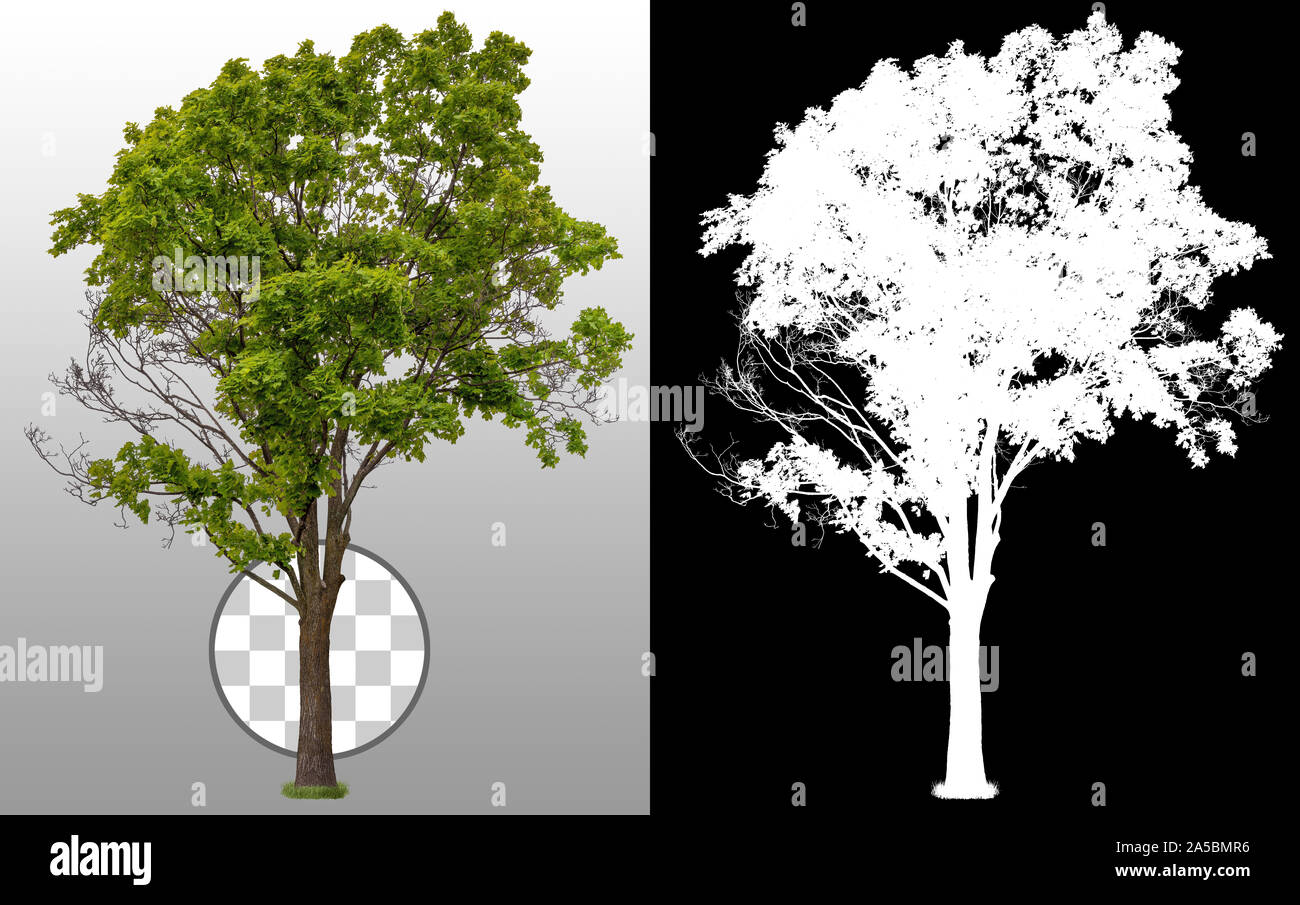Tree alpha mask hi-res stock photography and images - Alamy