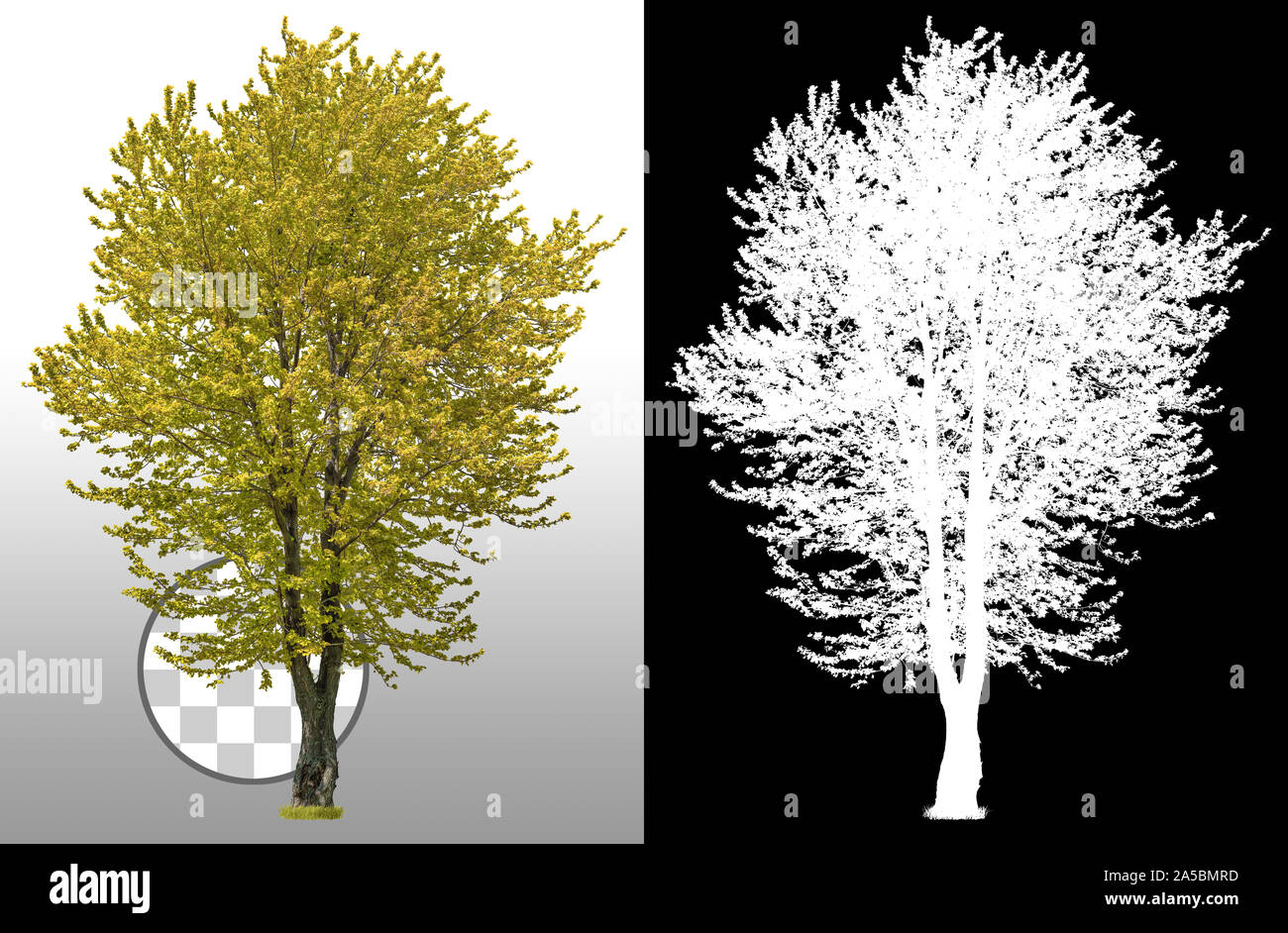 Cut out tree in autumn. Colorful tree isolated on transparent ...