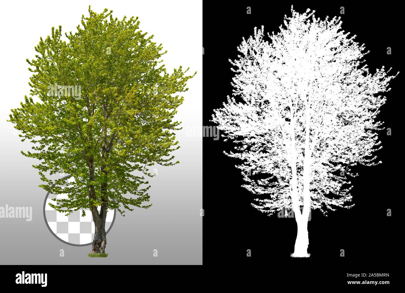 Cut out green tree. Green tree isolated on transparent background via ...