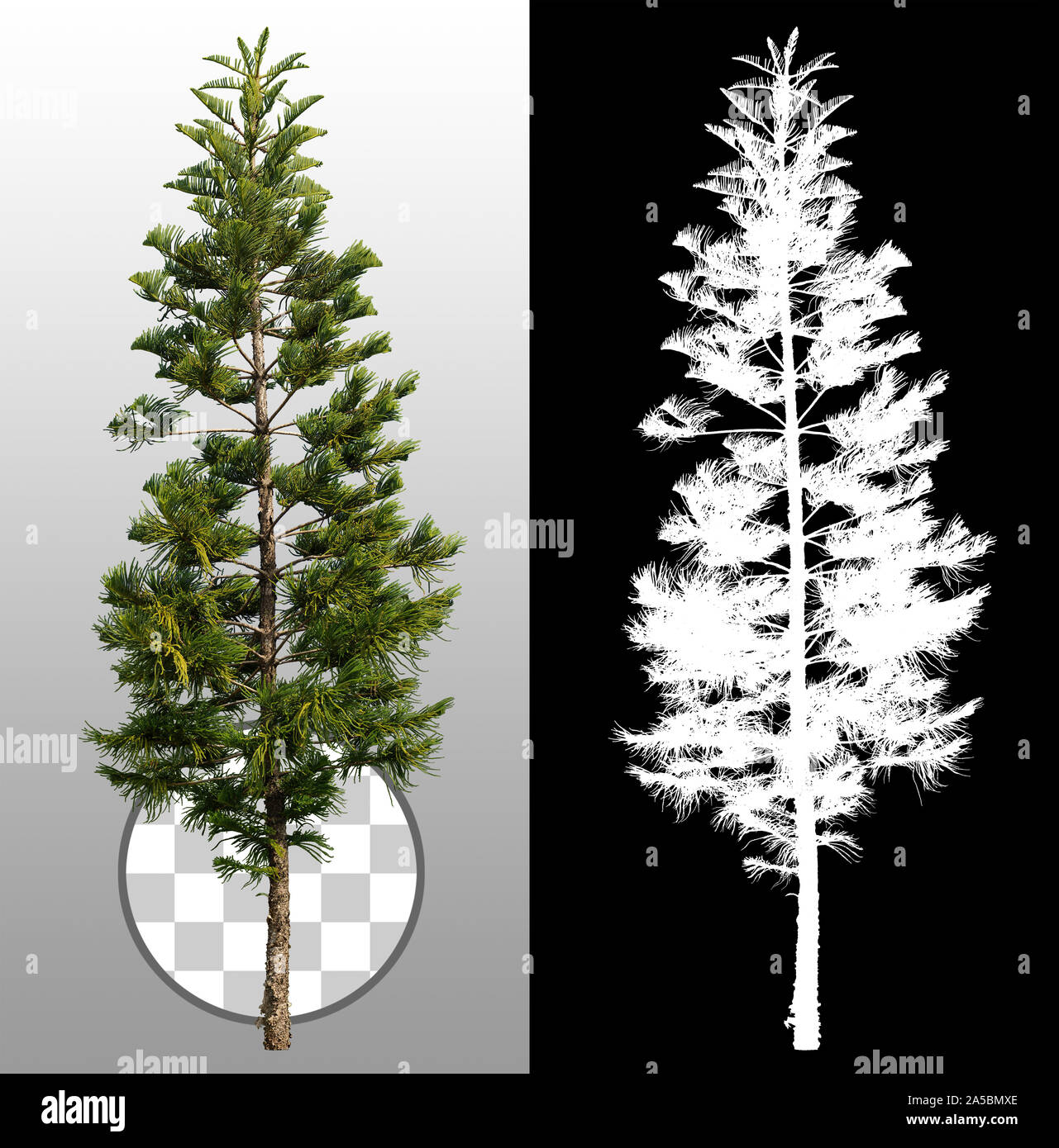 Cut out pine tree. Evergreen tree isolated on transparent background ...