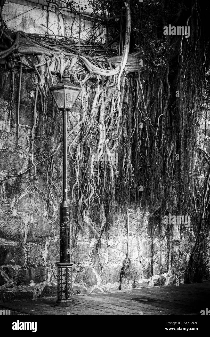 Decorative street lamp post trees in hi-res stock photography and ...