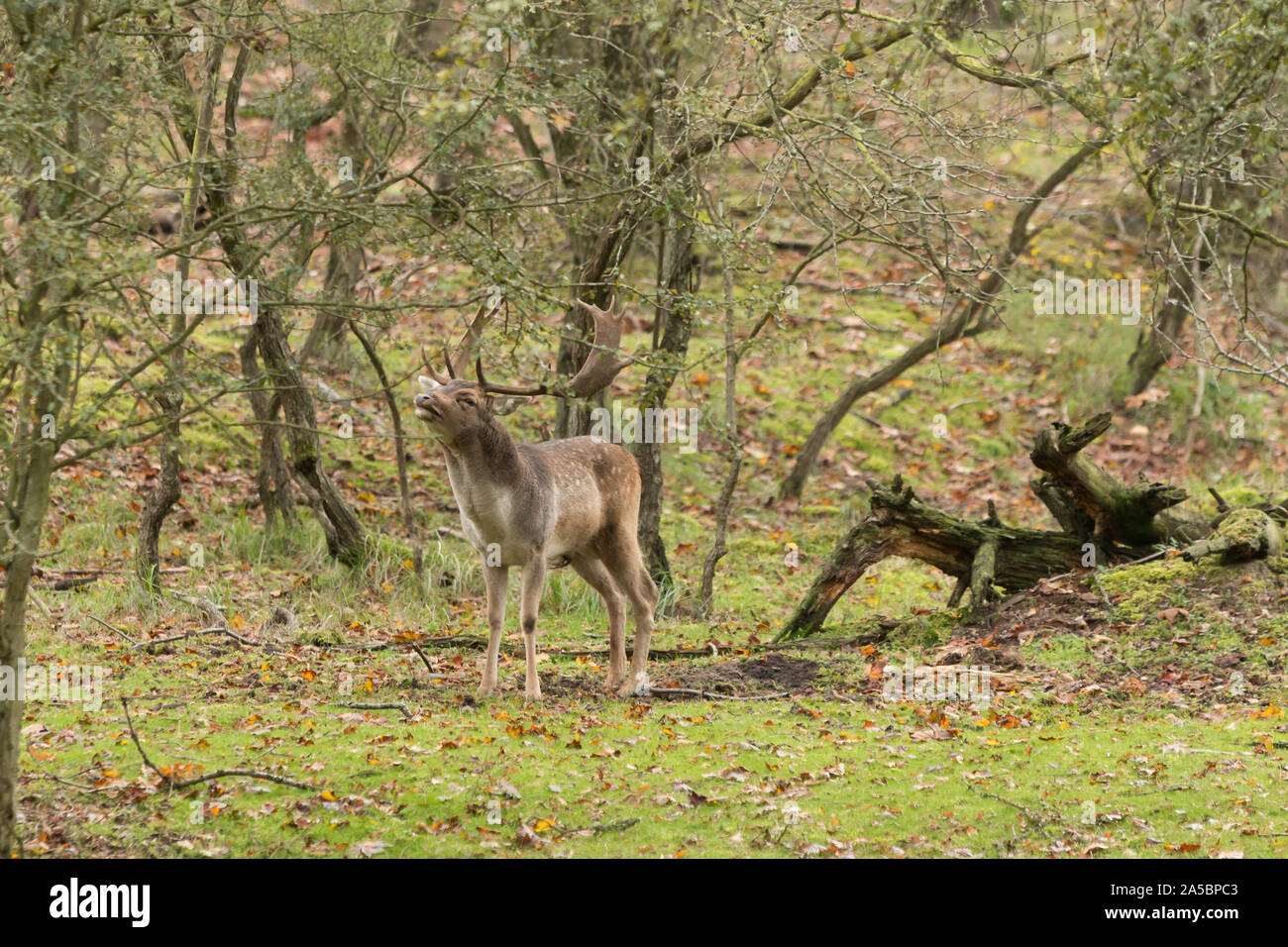 fallow deer stag roaring during the autumn rut in green wooded forest ...
