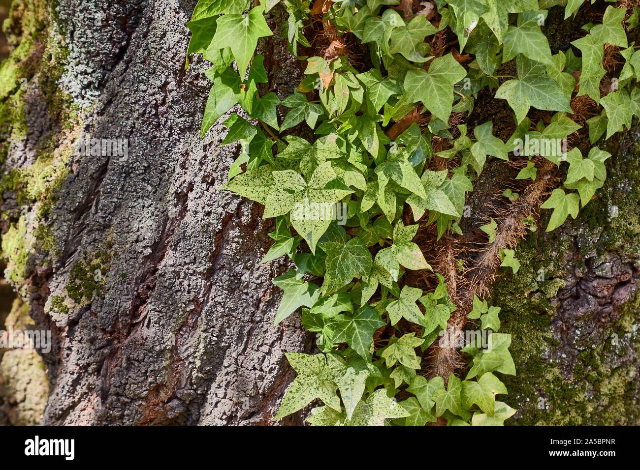 Thick ivy hi-res stock photography and images - Alamy