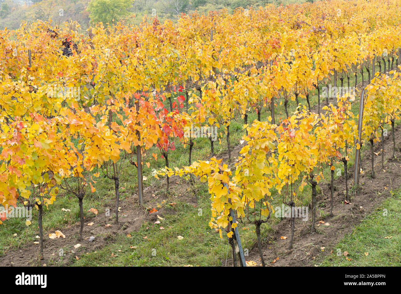 Rows of European grapevines with yellow and red leaves on a misty day ...