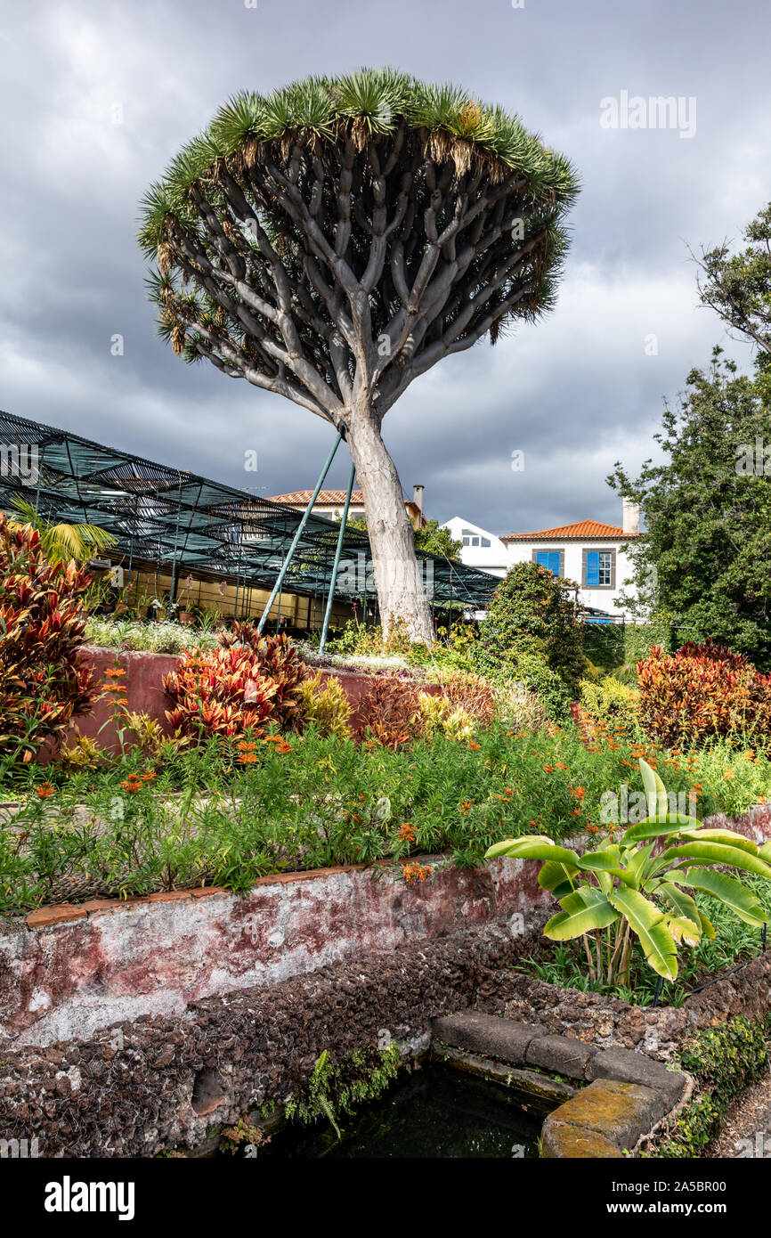 A leaning Dragon Tree (Dracaena draco) at the Museu da Quinta das ...