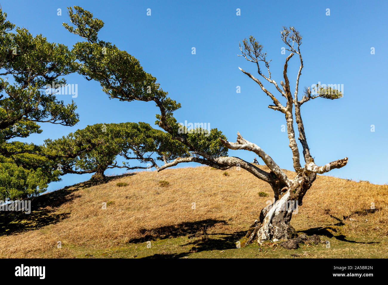 Ancient laurel forest, Fanal, Madeira. UNESCO World Heritage Site Stock ...