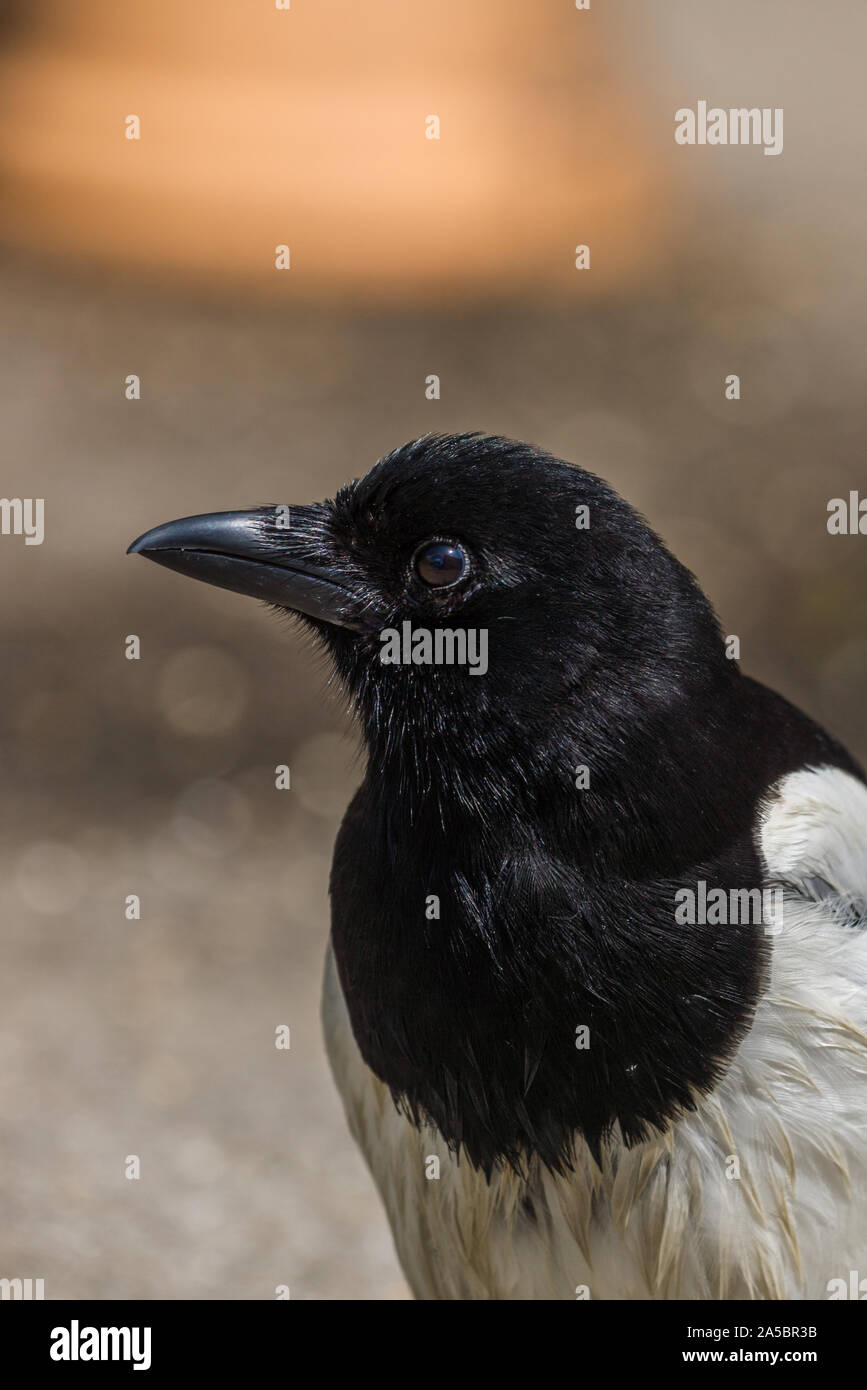 Pica pica head hi-res stock photography and images - Alamy