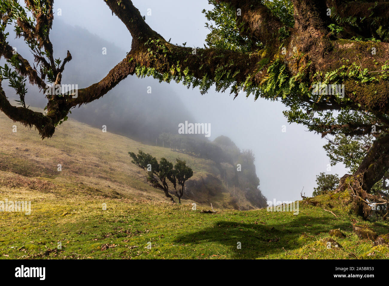 Ancient laurel forest in mountain mist, Fanal, Madeira. UNESCO World ...