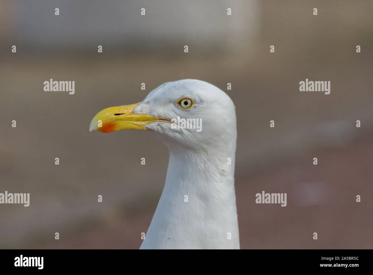 Eye colour hi-res stock photography and images - Alamy