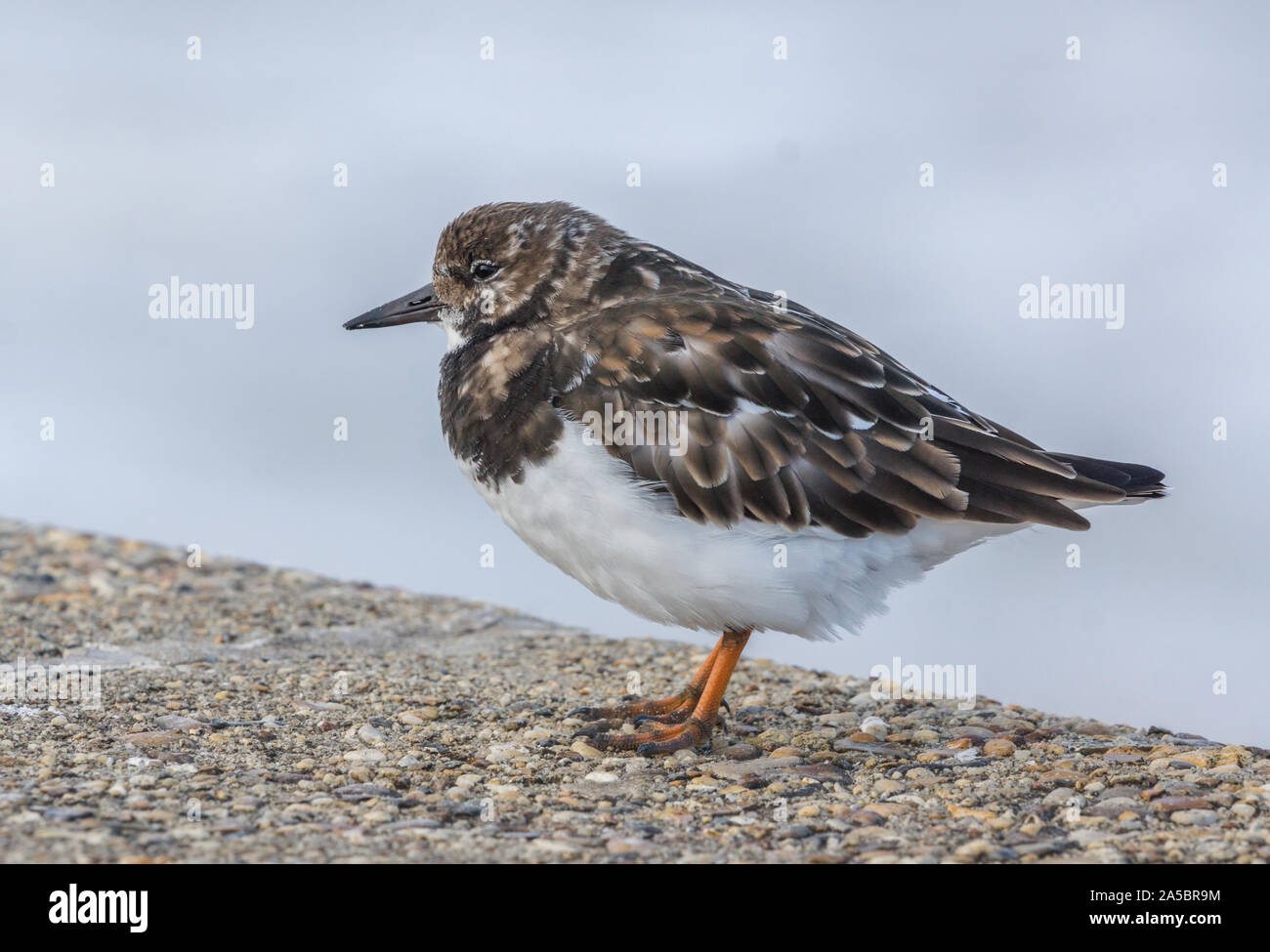 Female ruddy turnstone hi-res stock photography and images - Alamy