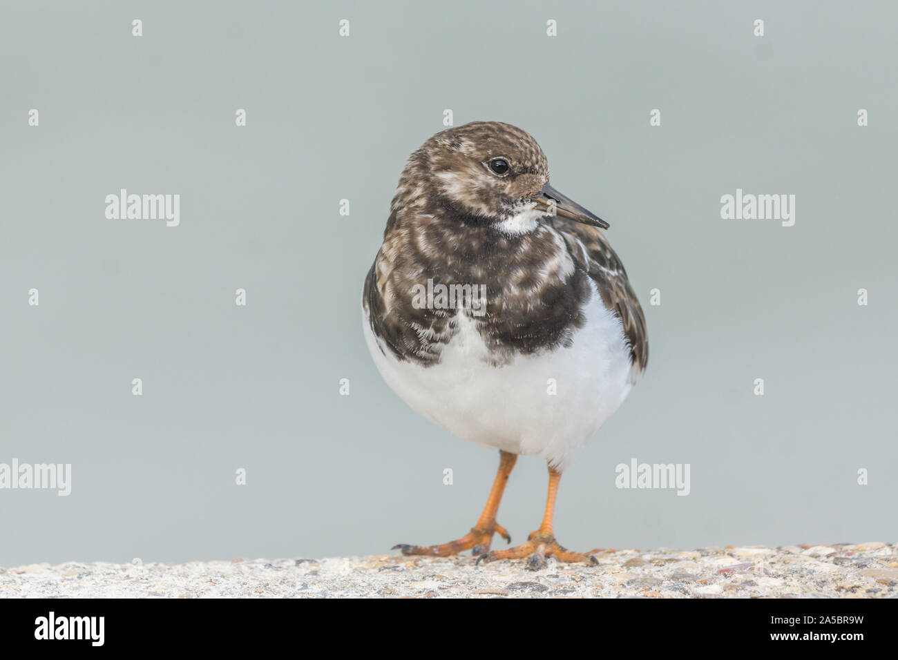 Male turnstone hi-res stock photography and images - Alamy