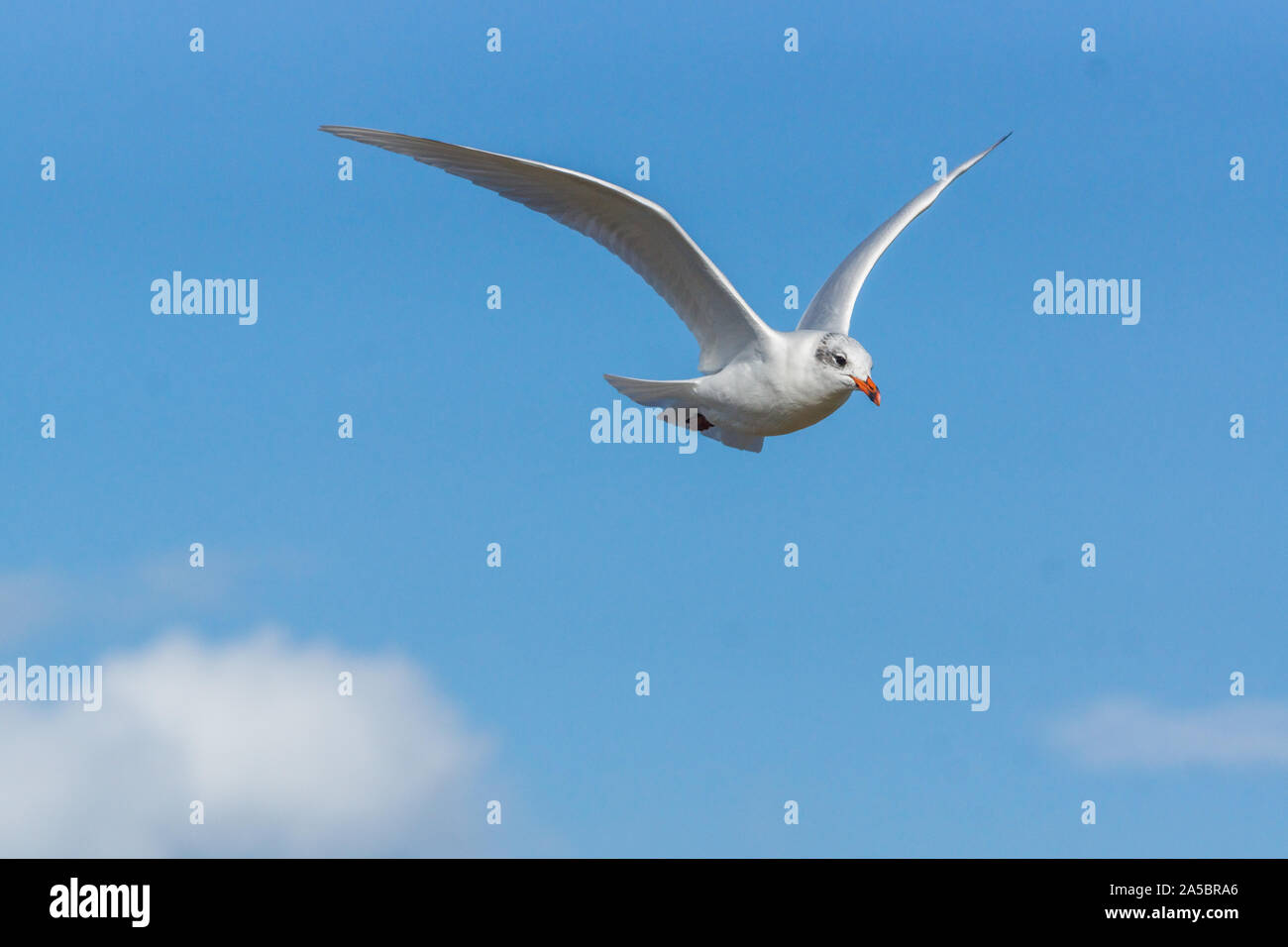 Mediterranean Gull Ichthyaetus melanocephalus flying right in blue sky ...