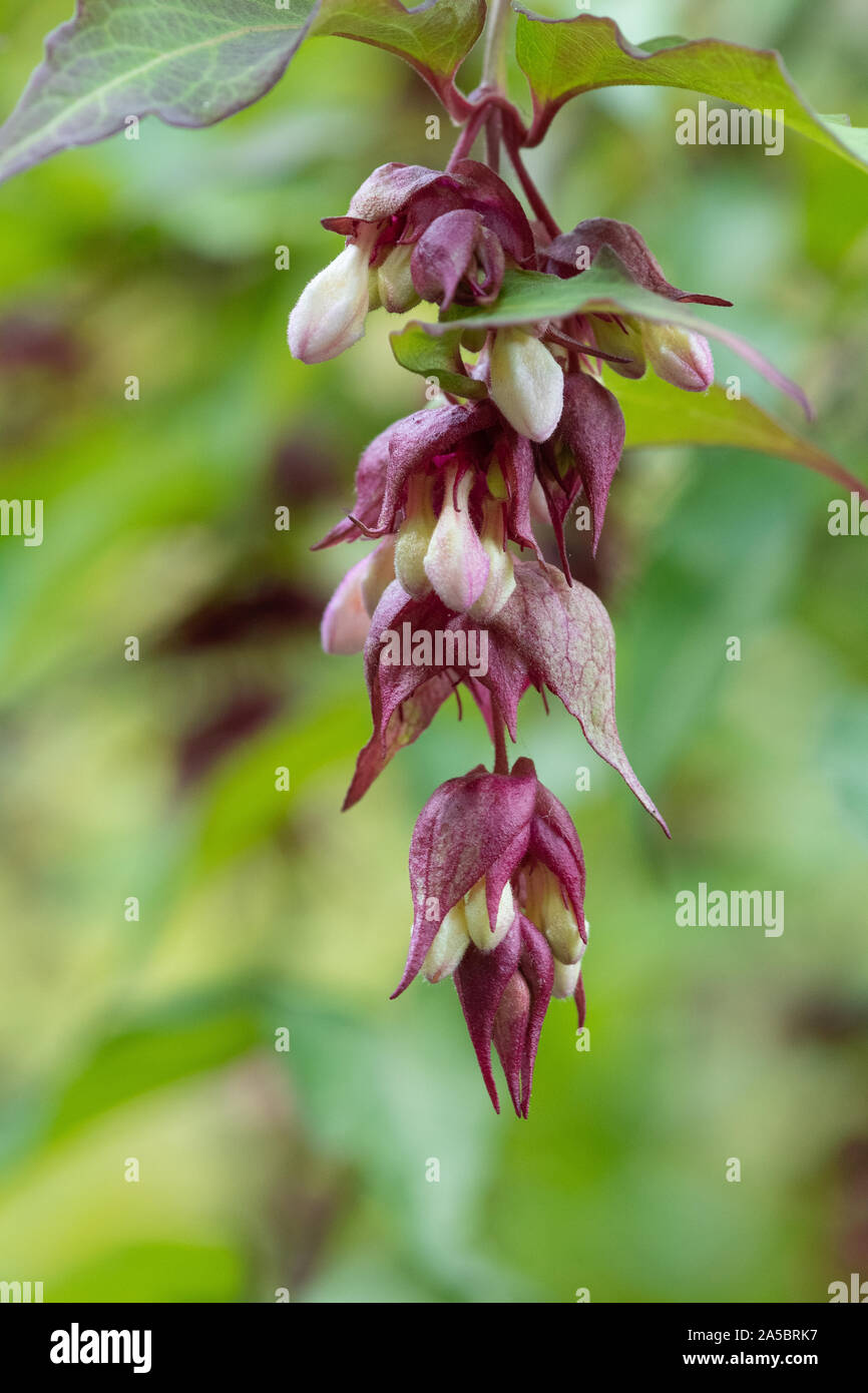 Close up flowers on a Himalayan honeysuckle (leycesteria formosa) tree ...