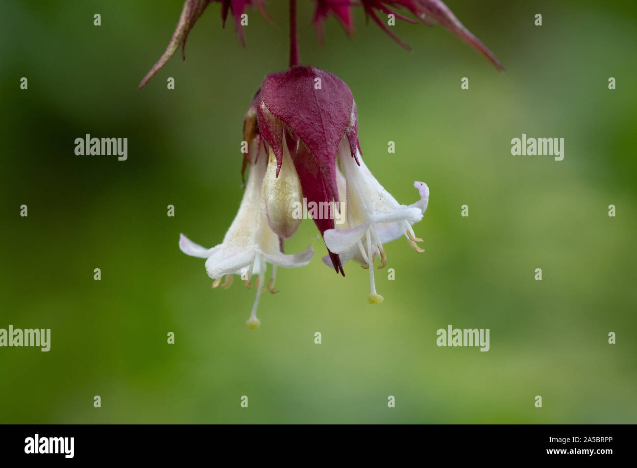Close up flowers on a Himalayan honeysuckle (leycesteria formosa) tree ...