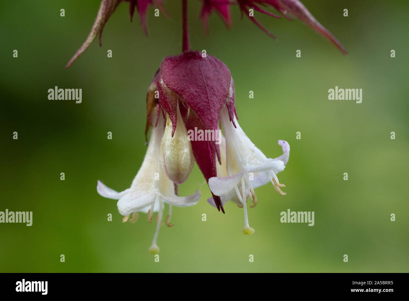 Close up flowers on a Himalayan honeysuckle (leycesteria formosa) tree ...