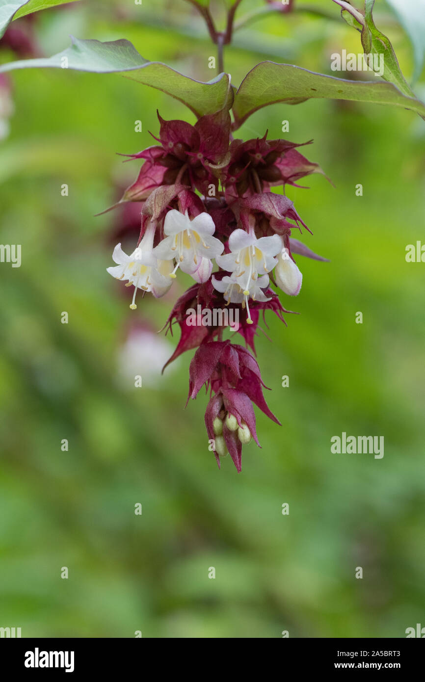 Close up flowers on a Himalayan honeysuckle (leycesteria formosa) tree ...
