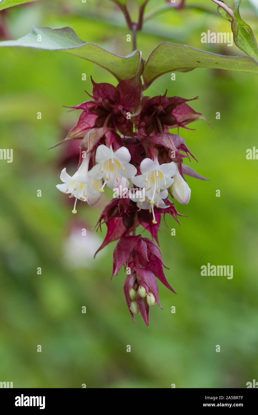 Close up flowers on a Himalayan honeysuckle (leycesteria formosa) tree ...
