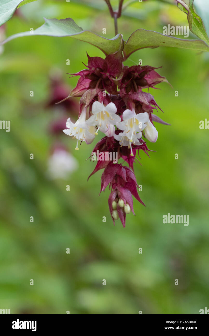 Close up flowers on a Himalayan honeysuckle (leycesteria formosa) tree ...